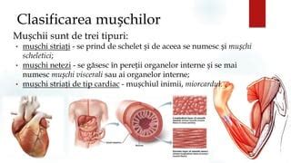 Sistemul Muscular Prezentare Powerpoint Pptx