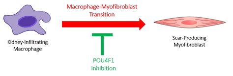 Macrophage Myofibroblast Transition A Novel Target For Stopping Kidney