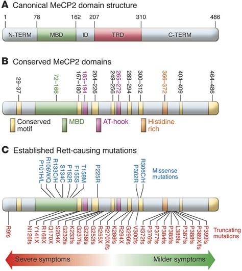 Jci Mecp2 Disorders From The Clinic To Mice And Back