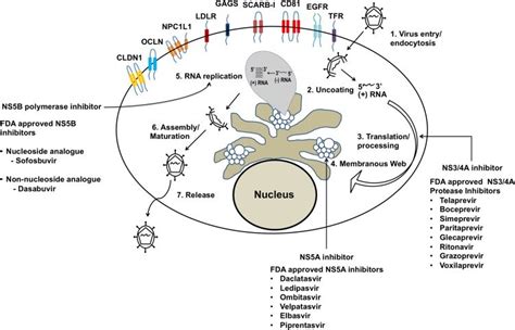 Chronic Hcv Replication In Liver Cells Induces A Multifaceted Stress Download Scientific