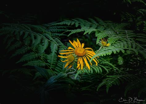 Data Information Knowledge Wisdom