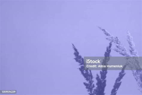 매우 페리 트렌디 한 색상으로 벽에 마른 식물의 나뭇 가지의 그림자 복사 공간이 있는 자연 배경 0명에 대한 스톡 사진 및 기타 이미지 Istock