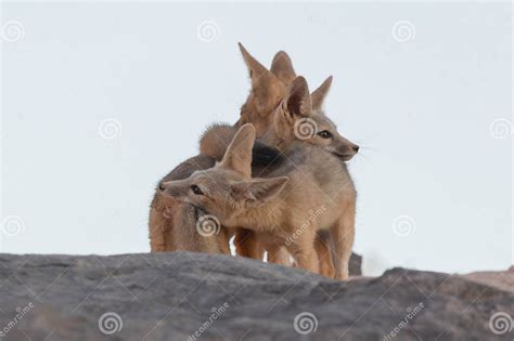 Kit Fox Cubs Playful Interactions Stock Image Image Of Native Nature