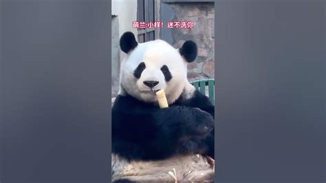 1 6萌兰，抛个媚眼，小样迷不洗你！拿捏姨姨还不是手拿把掐的事😂大熊猫萌兰 萌兰么么儿 萌到爆炸了💥 熊猫界顶流 不止我一个想rua大熊猫