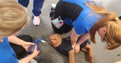 Vet Times On Linkedin Course Offers Vets And Vns Life Saving Cpr