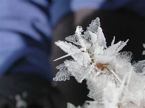 Rime Ice Or Hoar Frost There Is A Difference Dtn