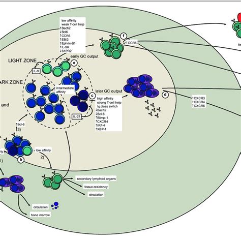 The Generation Of Memory B Cells And Plasma Cells In A T Dependent Download Scientific