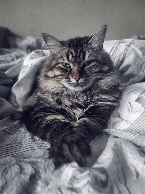 Це породистий котик Як називається порода Советчица