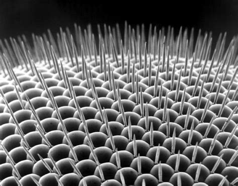 This Is A Scanning Electron Micrograph Of A House Flys Eye