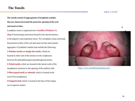 Histology Of The Oral Cavity Maha Hammady Pptx