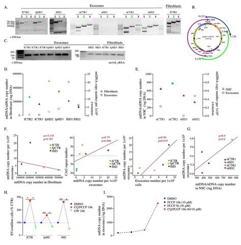 Mitochondrial Genome Identified In Evs From Hd And Control Cells A