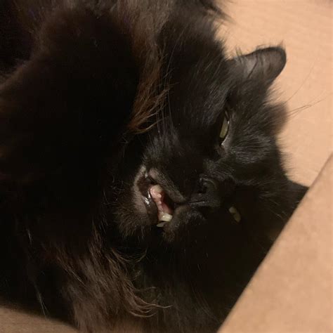 My Own Little Toothless Rcatsnamedtoothless