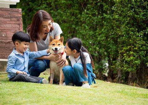 How Aggressive Are Shiba Inus Vet Verified Temperament And Personality