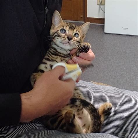 Cat Home Sakura 【子猫の爪切り方法】子猫の爪切りを簡単、安全に行う方法を動画にして載せました。参考にして下さい。