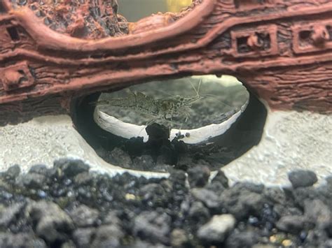 Can Someone Sex My Ghost Shrimp Rghostshrimp Can Someone Sex My Ghost Shrimp Rghostshrimp