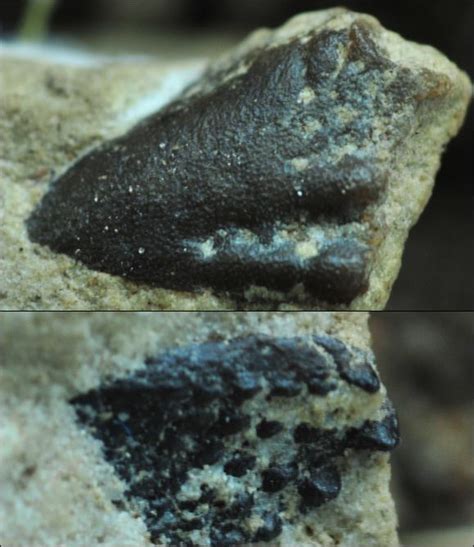 Lungfish Dental Plates Please Help With Id Fossil Id The Fossil Forum