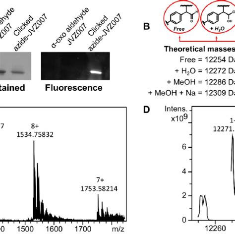 Azide Jvz007 Characterisation Sds Page Gel Analysis A Shows Download Scientific Diagram