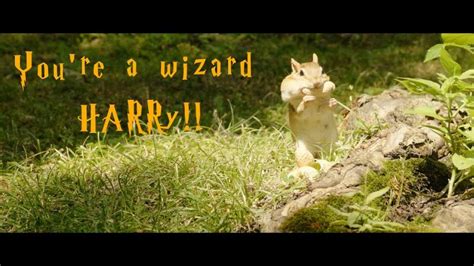 Vladimir Andjelković On Linkedin Land Of Squirrels And Maple Syrup 🇨🇦 りすはさいこう