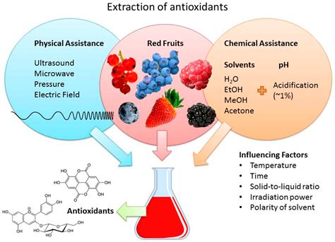 Antioxidant Extraction Compounds At Amanda Moretz Blog