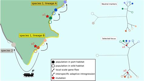Adaptation In A Patchy Environment In This Schematic Scenario Two Download Scientific Diagram