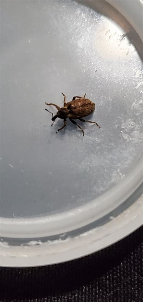 What Is This R Whatisthisbug