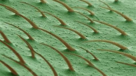 Pitcher Plant Trap Hairs Sem Stock Video Clip K0054426 Science