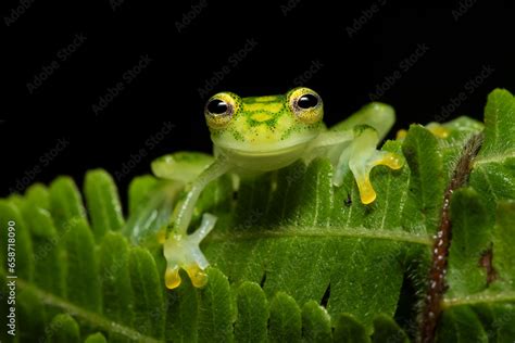 Hyalinobatrachium Valerioi Sometimes Known As The La Palma Glass Frog