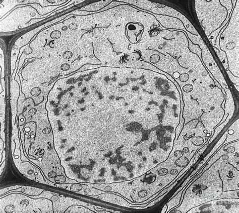Plant Cell Diagram Black And White Cells Colouring Sheets
