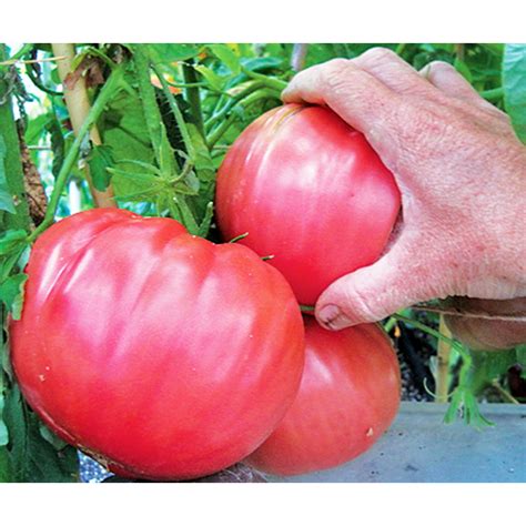 Gmo Tomatoes Vs Organic