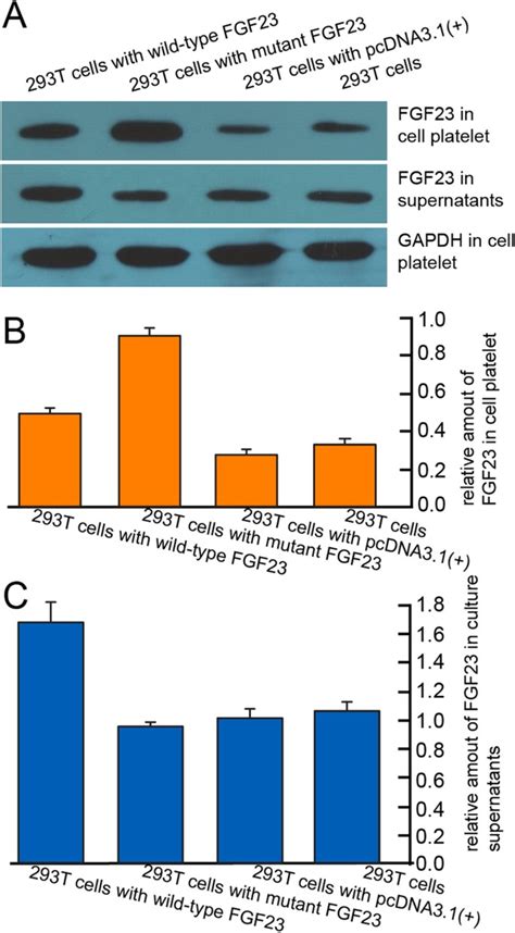 Identification Of A Mutation In Fgf23 Involved In Mandibular