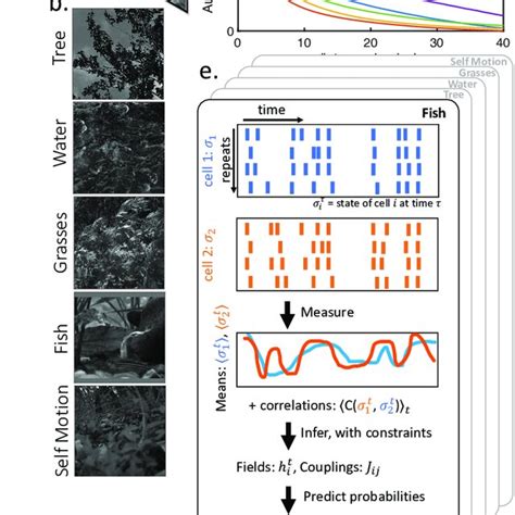 Measuring Retinal Ganglion Cell Responses To Natural Scenes A