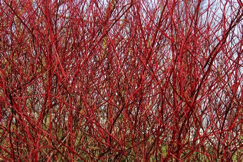 клон, храст, сибирски дрян, cornus alba 'sibirica, природа, червен | Pikist