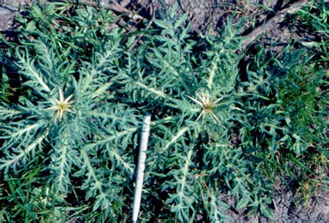 Nevada Noxious Weed Field Guide Purple Starthistle Extension
