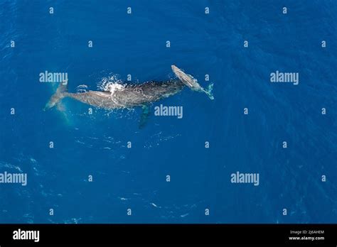 Aerial whale hi-res stock photography and images - Alamy
