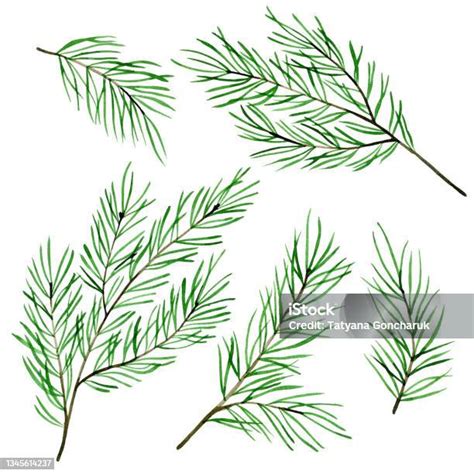 가문비 나무 나뭇 가지 크리스마스 트리로 설정 수채화 그림 새해 크리스마스 장식 흰색 배경에 격리 클립 아트 색칠한 이미지에 대한 스톡 벡터 아트 및 기타 이미지 Istock