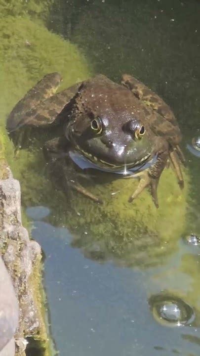 American Bullfrog Sound Youtube