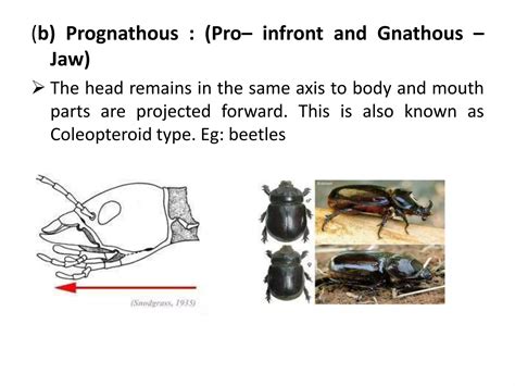 Body Segmentation Of Insect And Head Pptx