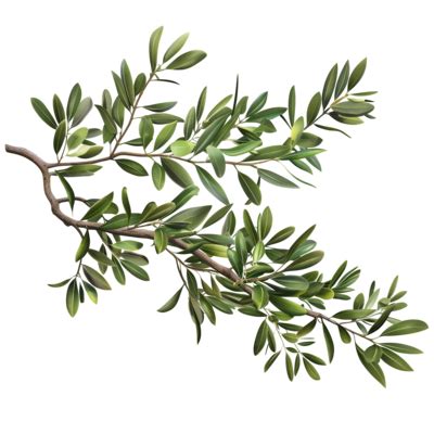 Tree Branch PNGs For Free Download