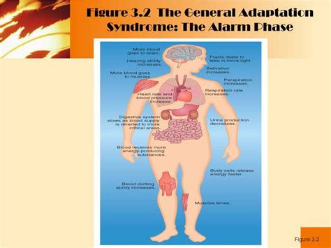 Ppt Stress And Adaptation Powerpoint Presentation Free Download Id