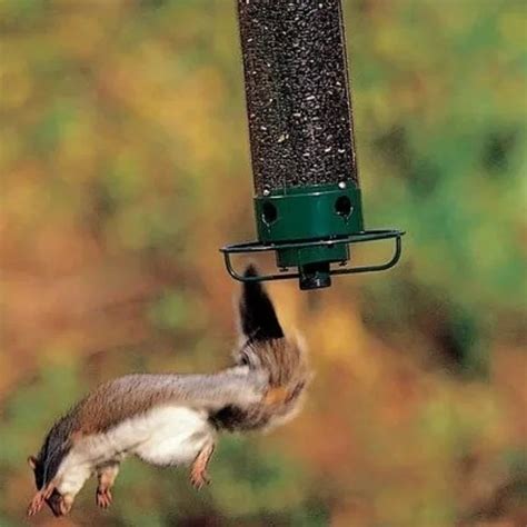 100 Squirrel Proof Bird Feeder Barmy Bargains