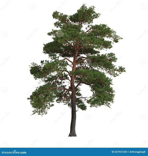 3d Illustration Of Big Pinus Sylvestris Tree Isolated On White