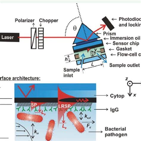 Pdf Recent Developments In Biosensor Technologies For Pathogen Detection In Water Pdf Recent Developments In Biosensor Technologies For Pathogen Detection In Water