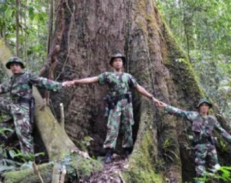 Ulin Pohon Dengan Puluhan Keunggulan Media Online Green Indonesia