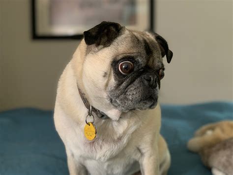 How To Use Portrait Mode And Portrait Lighting On IPhone IMore