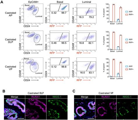 Figures And Data In Runx1 Marks A Luminal Castration Resistant Lineage