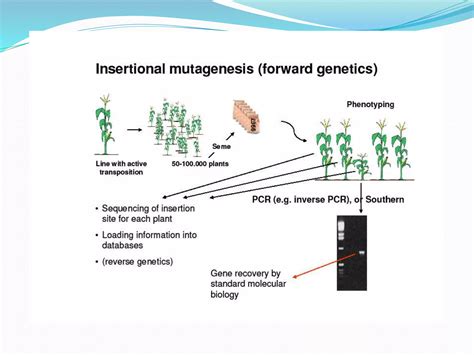 Forward And Reverse Genetics Pptx