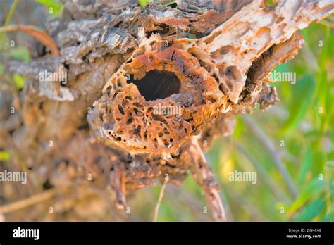 Close Up Of A Pest Infected Tree Branch In Sweetwater Wetlands In Tucson Arizona Infected Tree