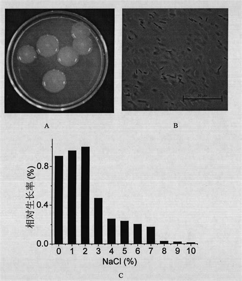 Agrobacterium Zx09 Water Soluble Beta Glucan Prepared From