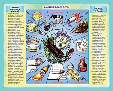 ВОДОРОСТІ БІОЛОГІЯ В СХЕМАХ МАЛЮНКАХ І ТАБЛИЦЯХ ІНФОГРАФІКА ДО УРОКІВ БІОЛОГІЇ НУШ 7 11 КЛАСИ