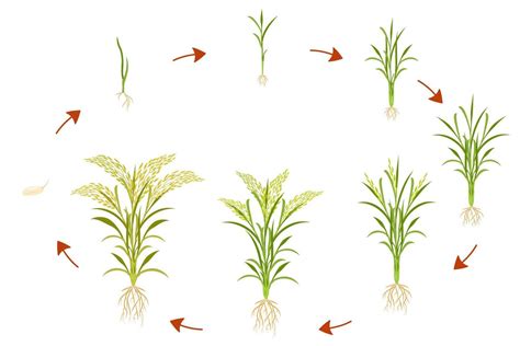 rice plant diagram